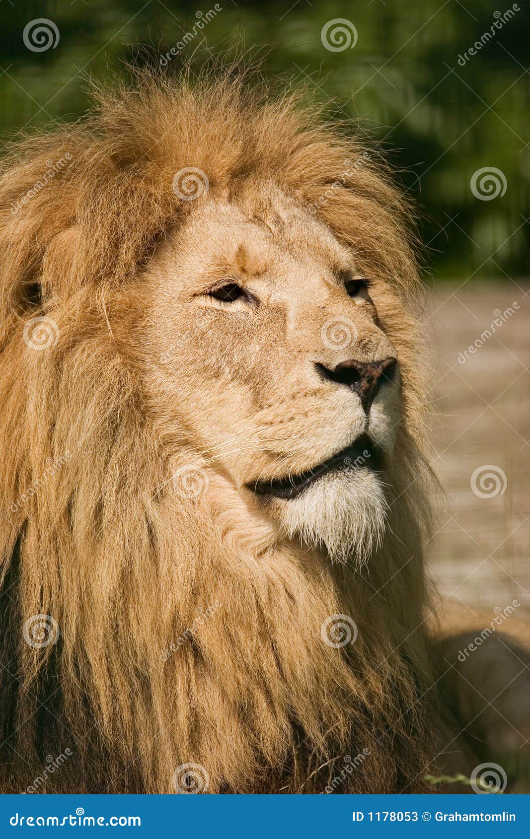 Lion Picture. Image: 1178053