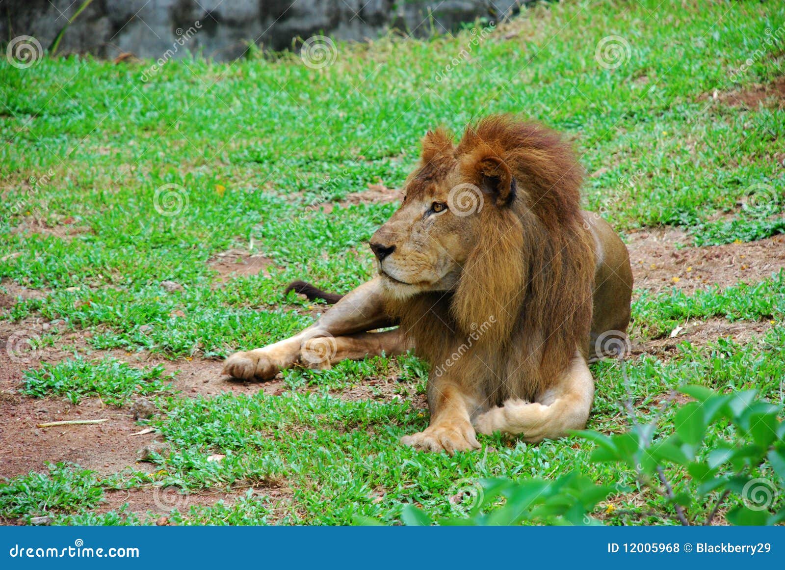 Lion stock photo. Image of animal, wild, prairie, lion - 12005968