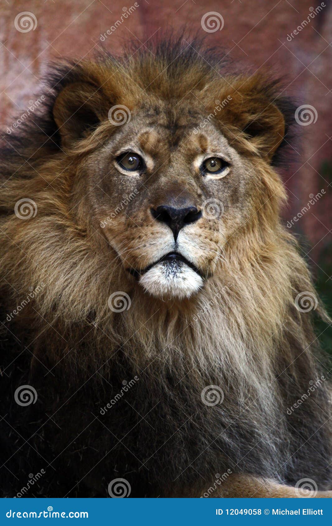 Lion stock photo. Image of feral, leadership, face, ecology - 12049058