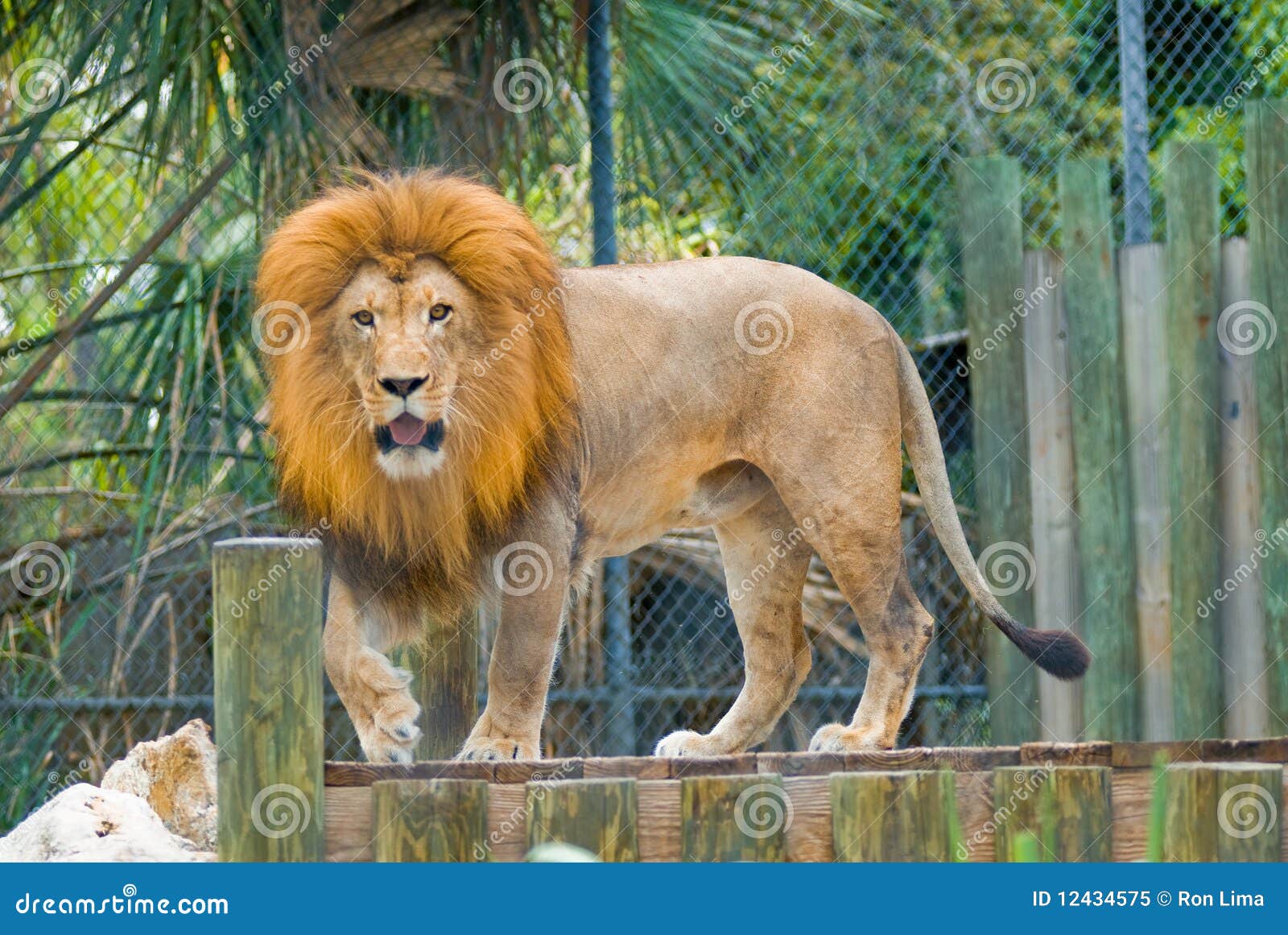Lion stock image. Image of side, front, mouth, daylight - 12434575