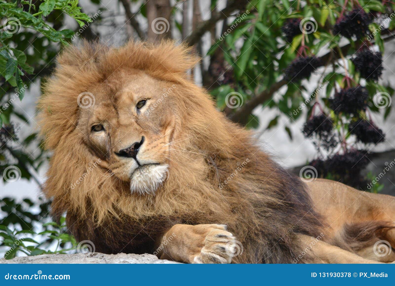 Lion laying under tree stock photo. Image of fauna, mammal - 131930378