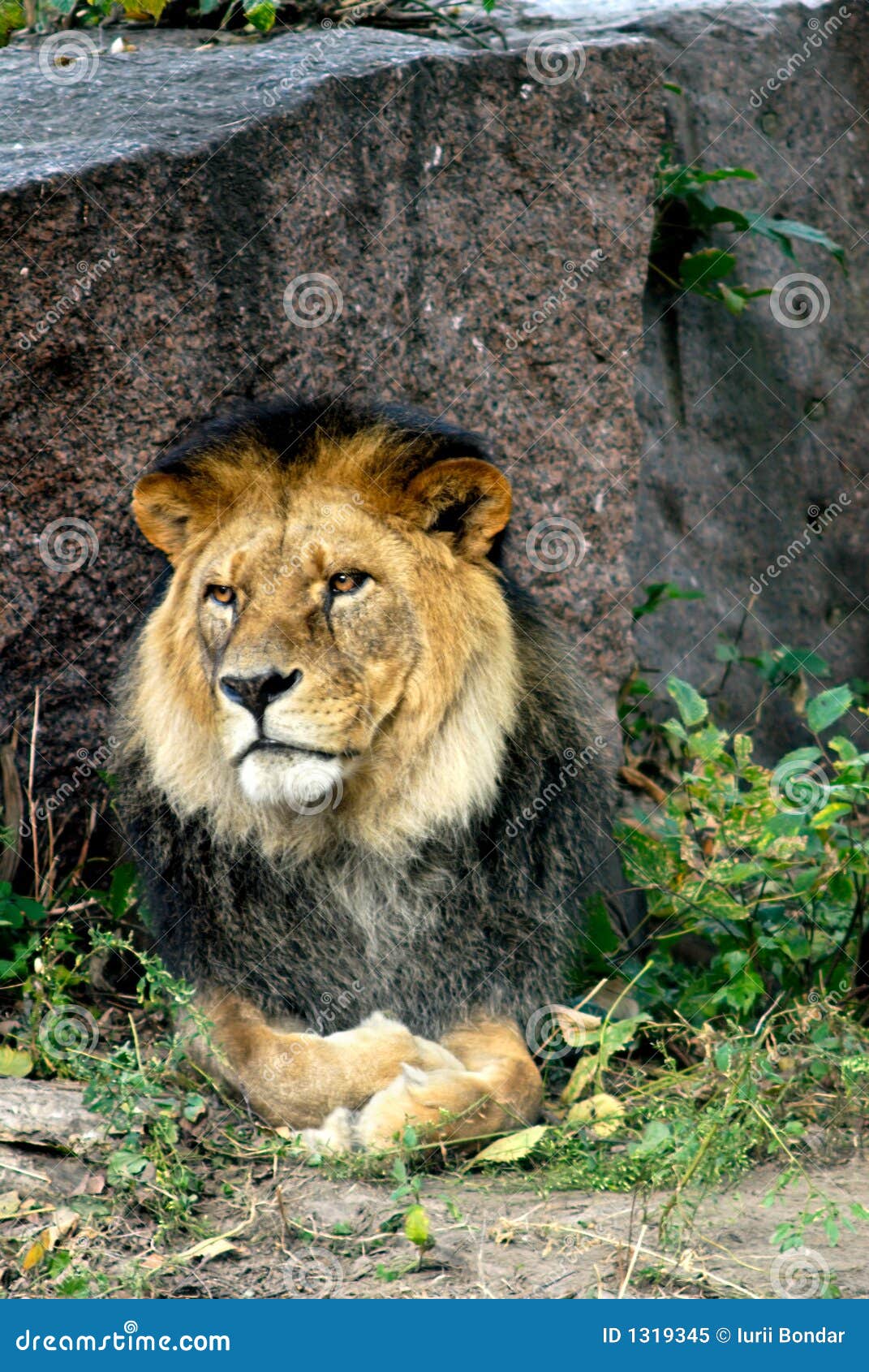 Lion stock image. Image of look, alone, wild, animal, green - 1319345