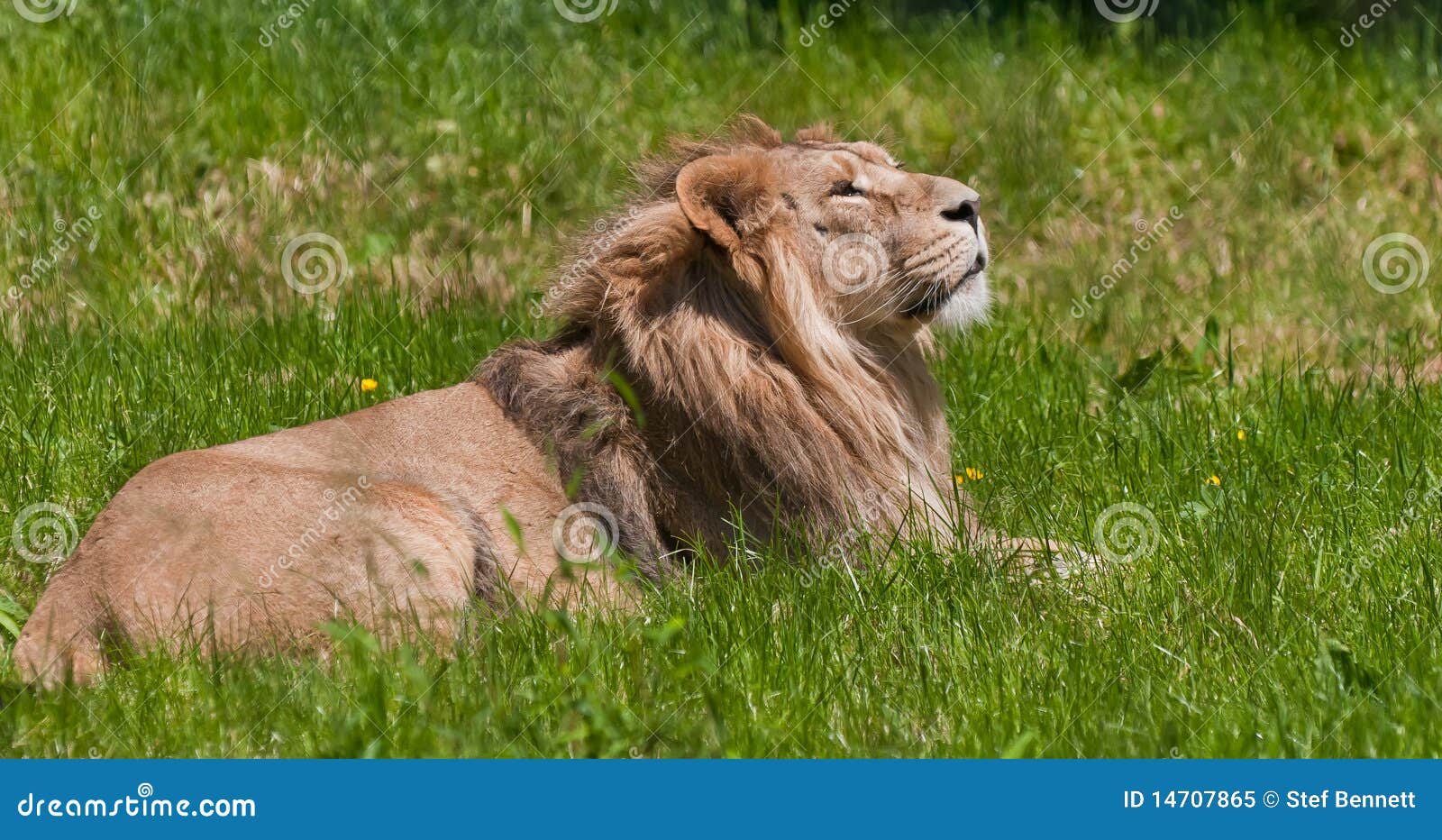 Lion stock image. Image of expression, natural, animal - 14707865