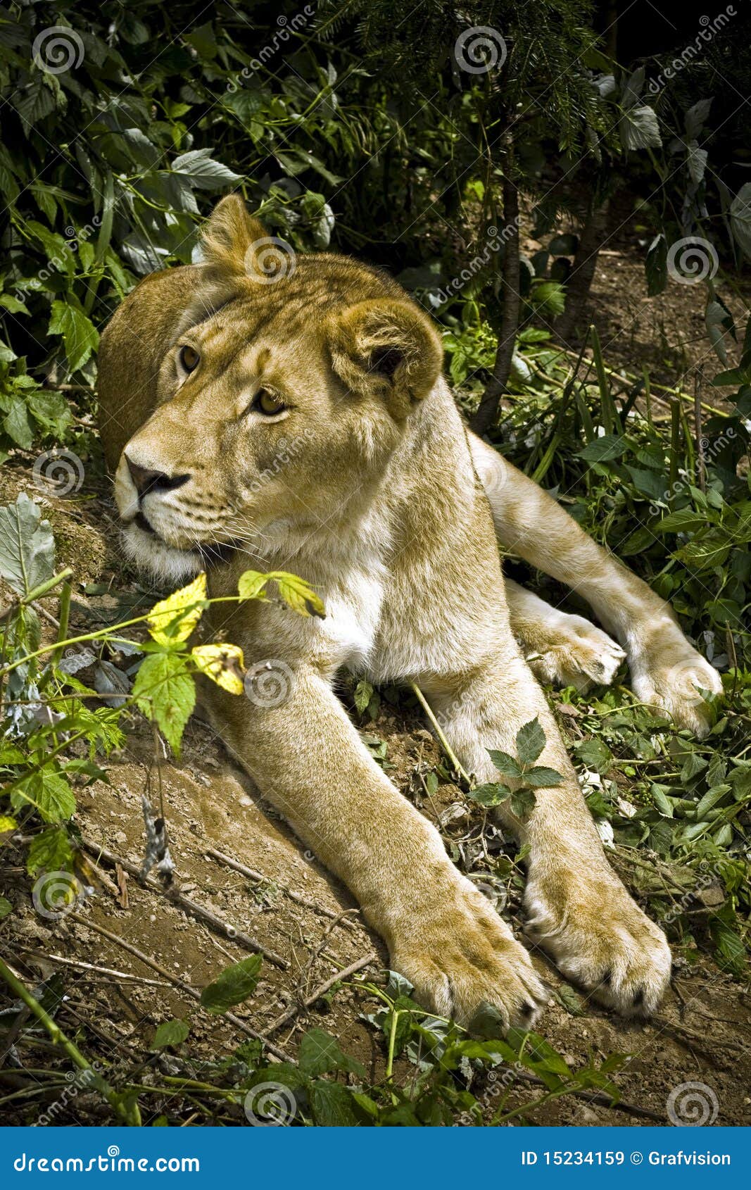 Lion stock image. Image of stare, intimidating, wildlife - 15234159