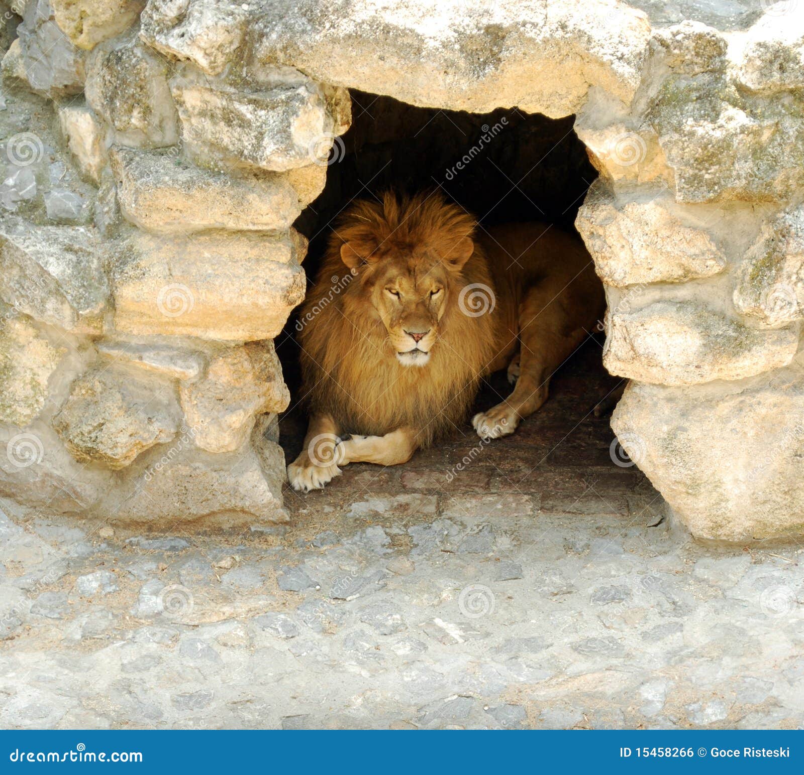 Lion stock photo. Image of beast, rock, lion, lair, dangerous - 15458266