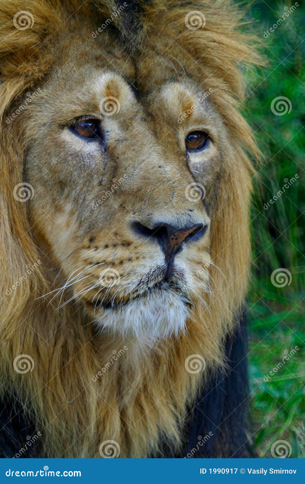 Lion stock image. Image of wildlife, strength, king, wild - 1990917