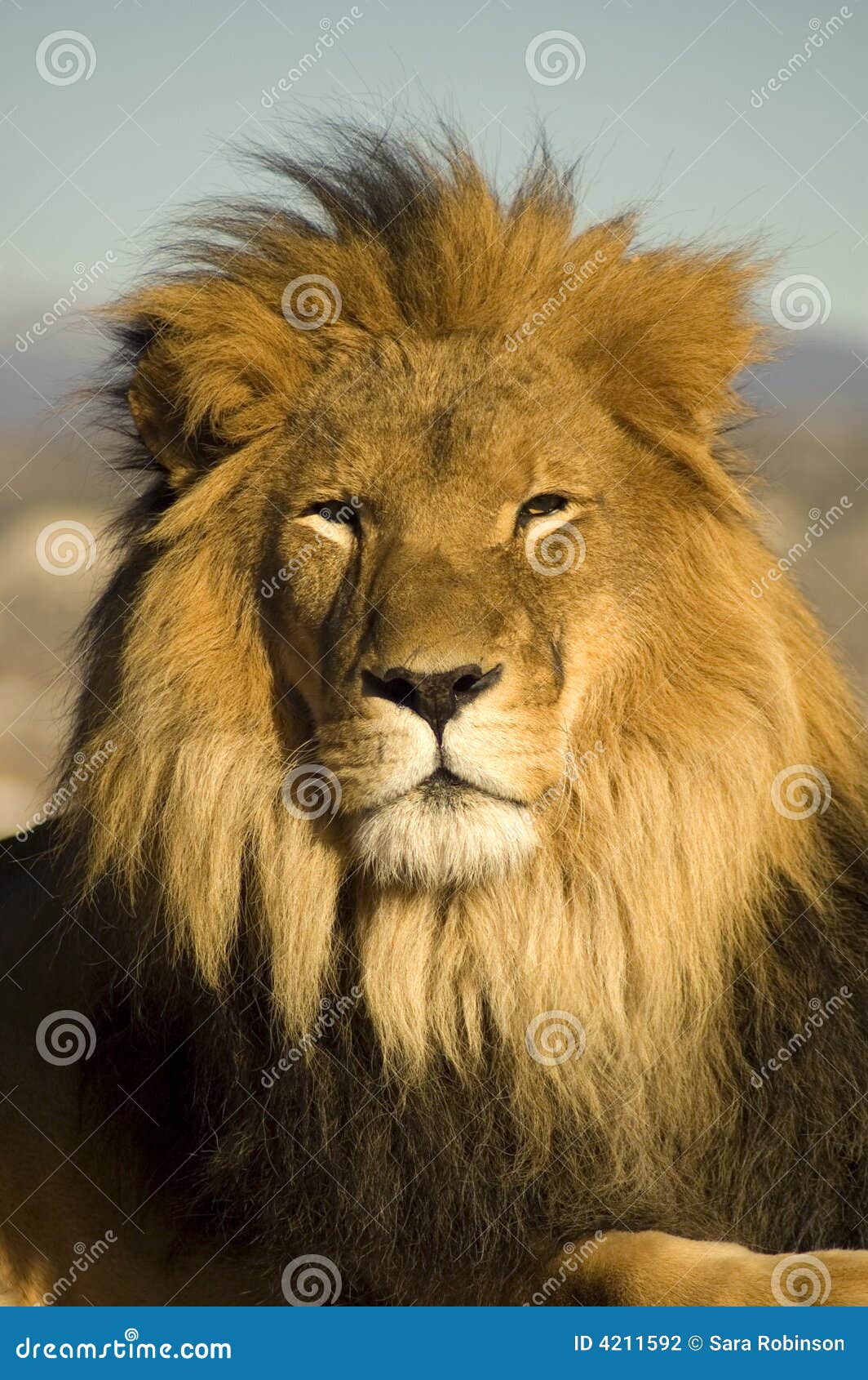 Lion 2 stock photo. Image of mammal, danger, wild, predator - 4211592