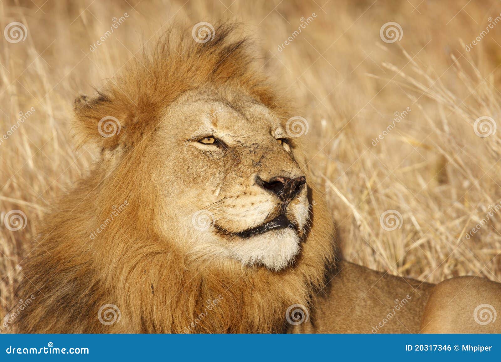 Lion stock photo. Image of africa, safari, nature, feline - 20317346