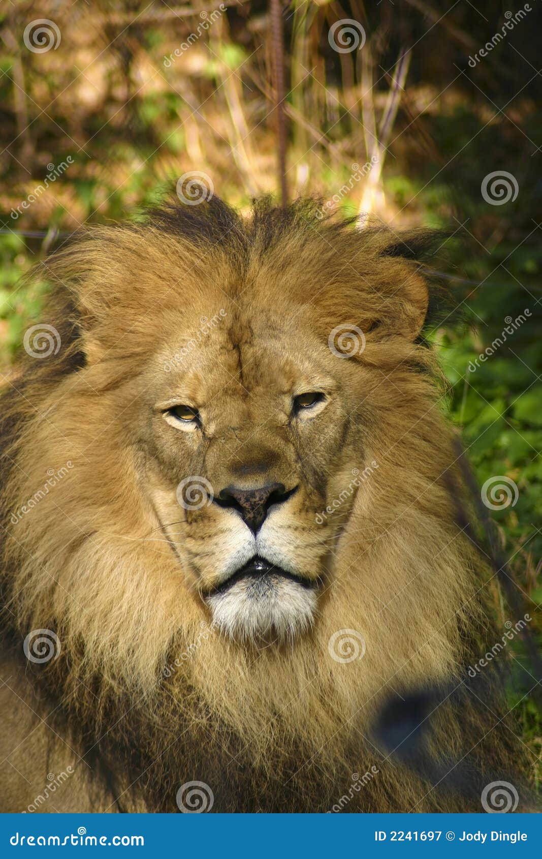 Lion Picture. Image: 2241697