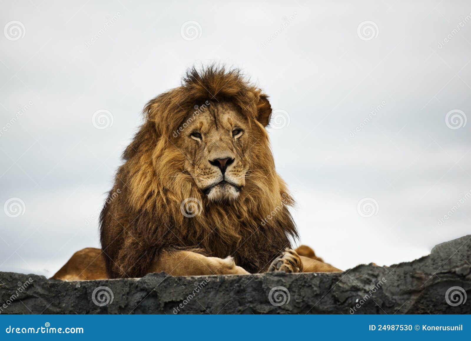 Lion stock photo. Image of wildlife, photographs, graphic - 24987530