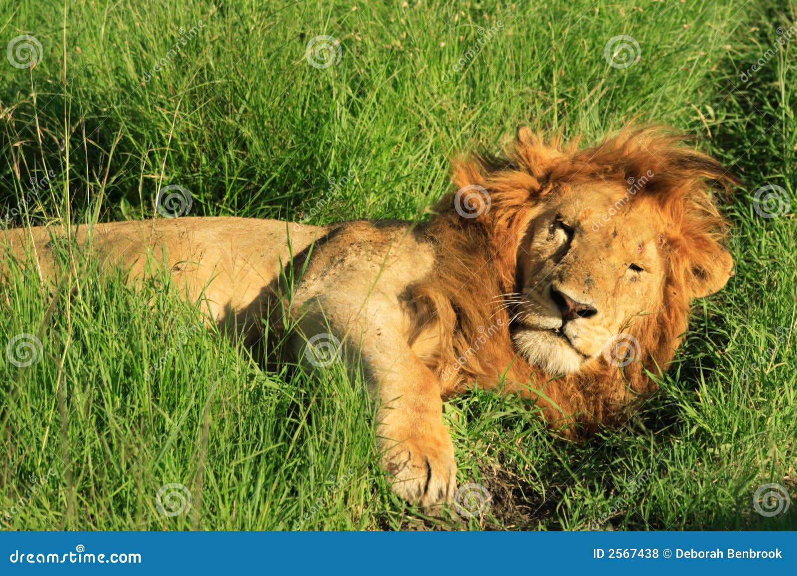 Lion Meat Tear Stock Photos - Free & Royalty-Free Stock Photos from ...