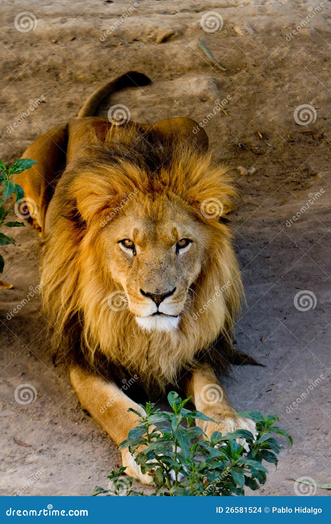Lion stock photo. Image of mammal, danger, dangerous - 26581524