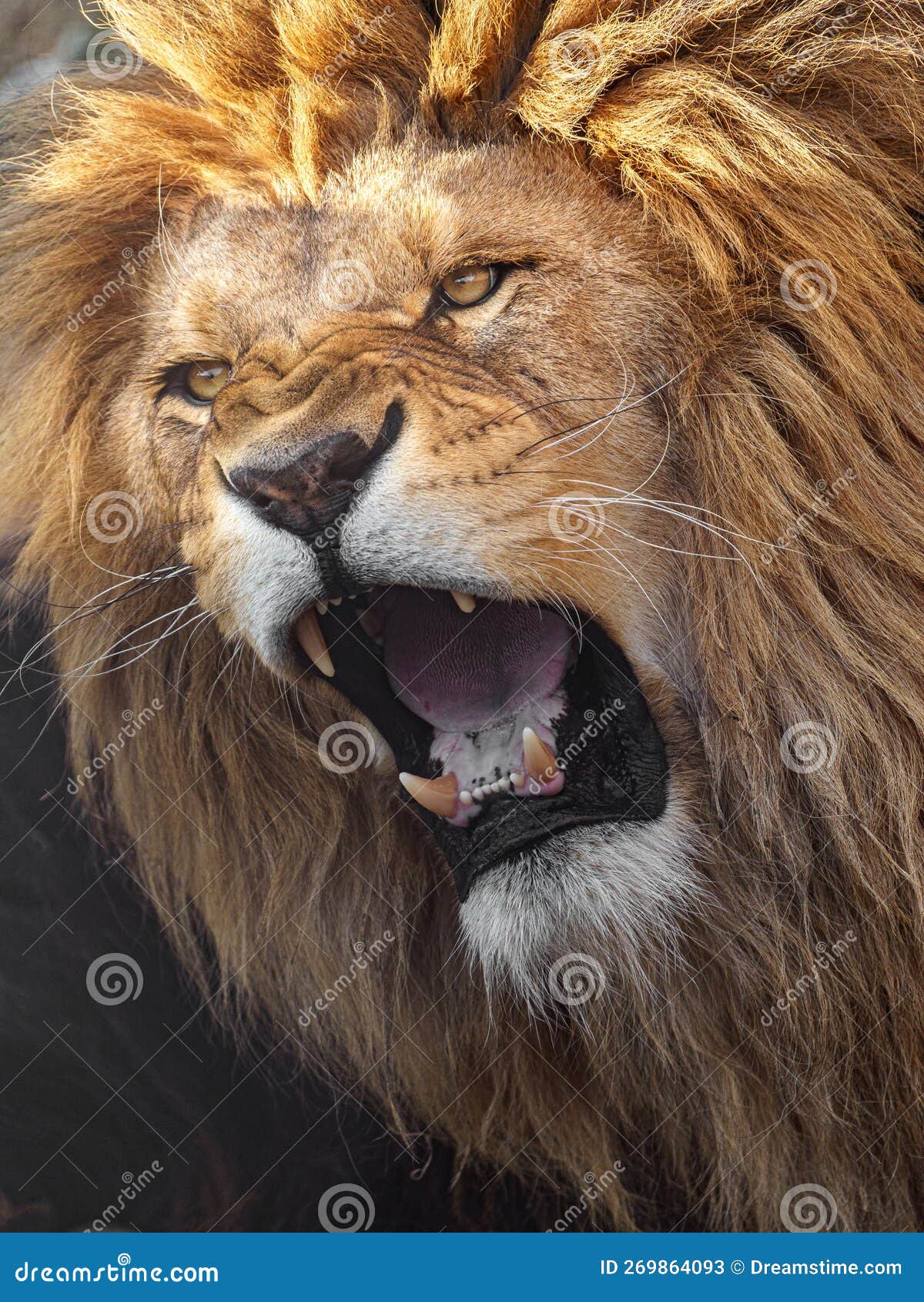 Lion stock image. Image of dangerous, portrait, hair - 269864093