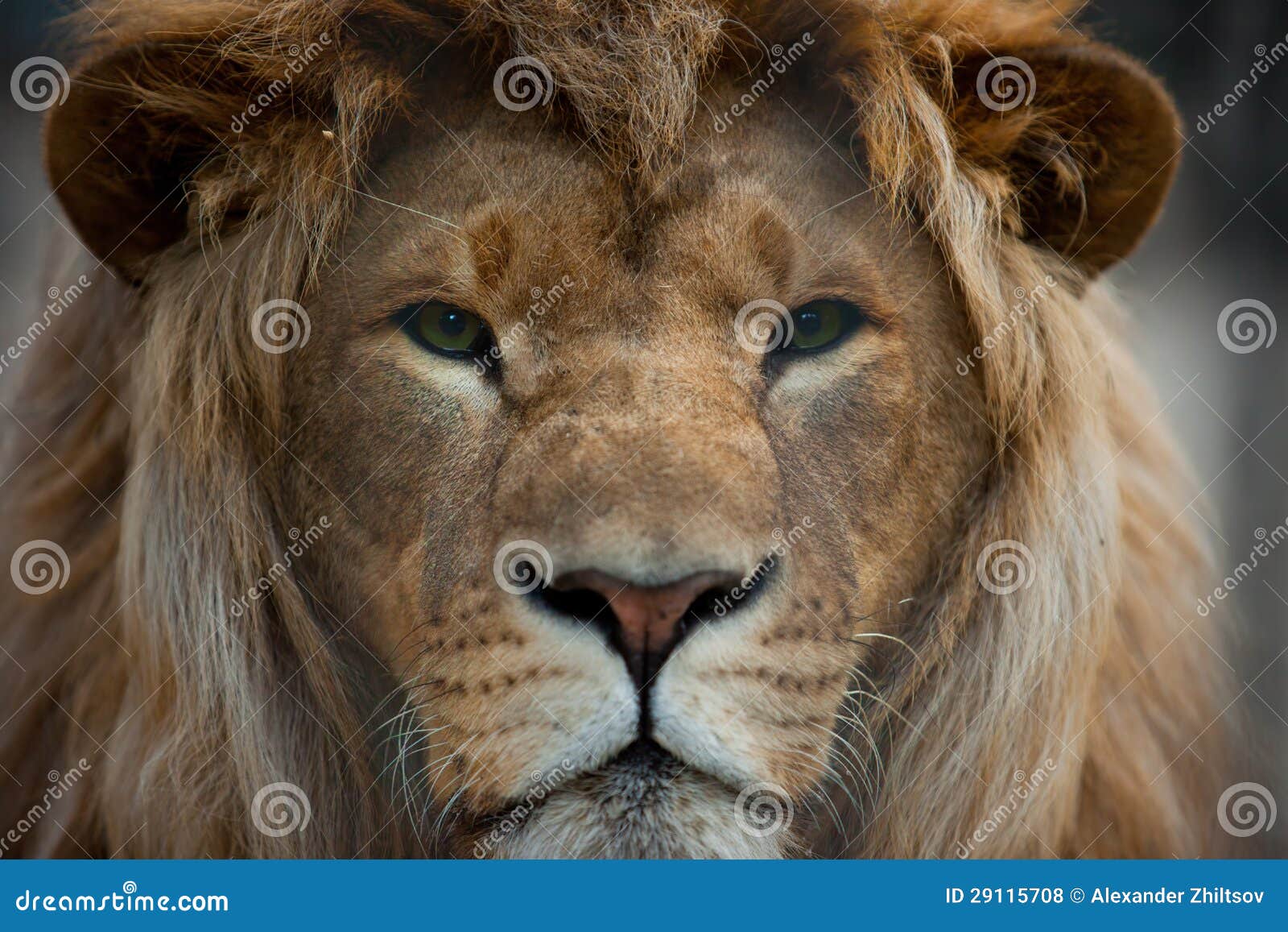 Lion stock photo. Image of portrait, side, mammal, proud - 29115708
