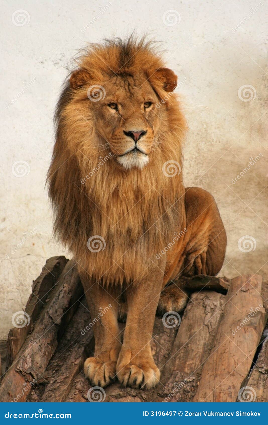 Lion Royalty Free Stock Photography - Image: 3196497 Lion Royalty Free Stock Photography - Image: 3196497