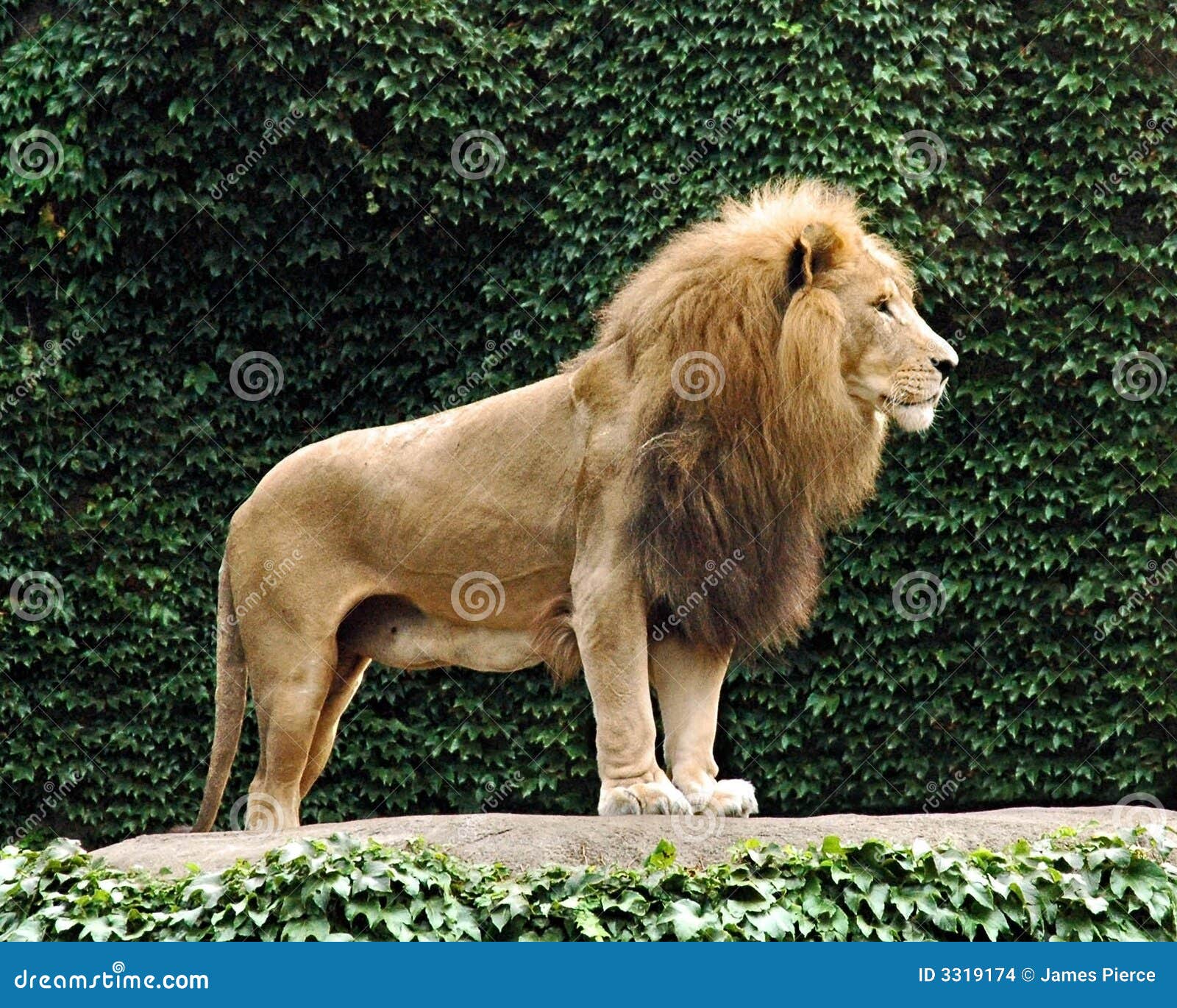 Lion stock photo. Image of stare, wildlife, africa, wilderness - 3319174