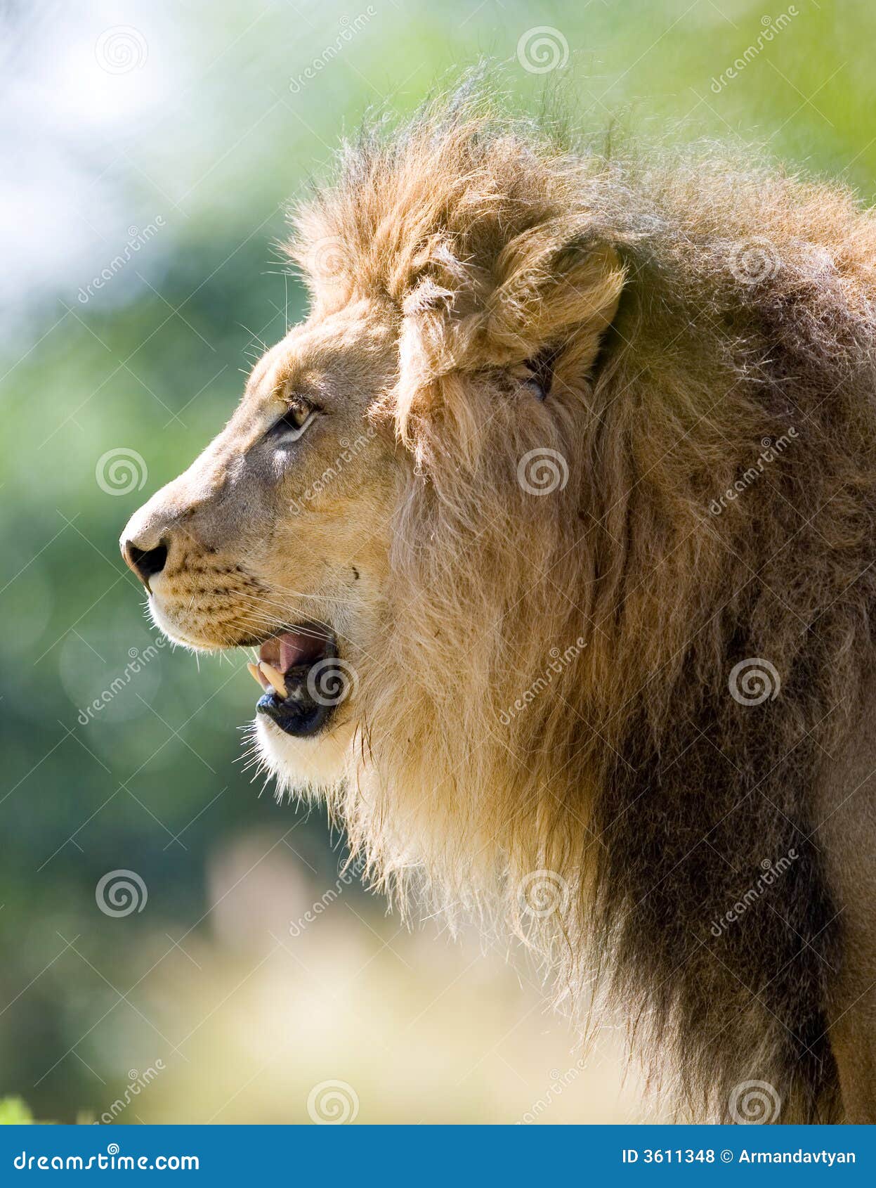 Lion stock photo. Image of grass, close, whiskers, snout - 3611348