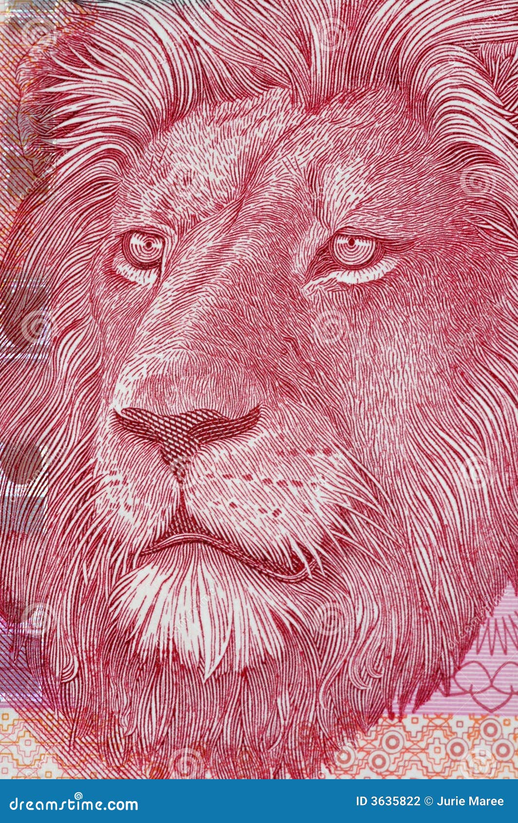 Lion. stock photo. Image of banknote, macro, rand, wildlife - 3635822