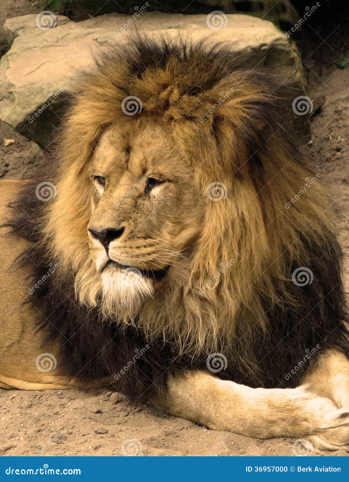 Lion stock photo. Image of animal, strong, lion, male - 36957000