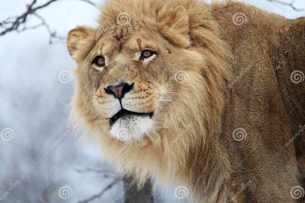 Lion stock image. Image of animals, stare, africa, lion - 3922739