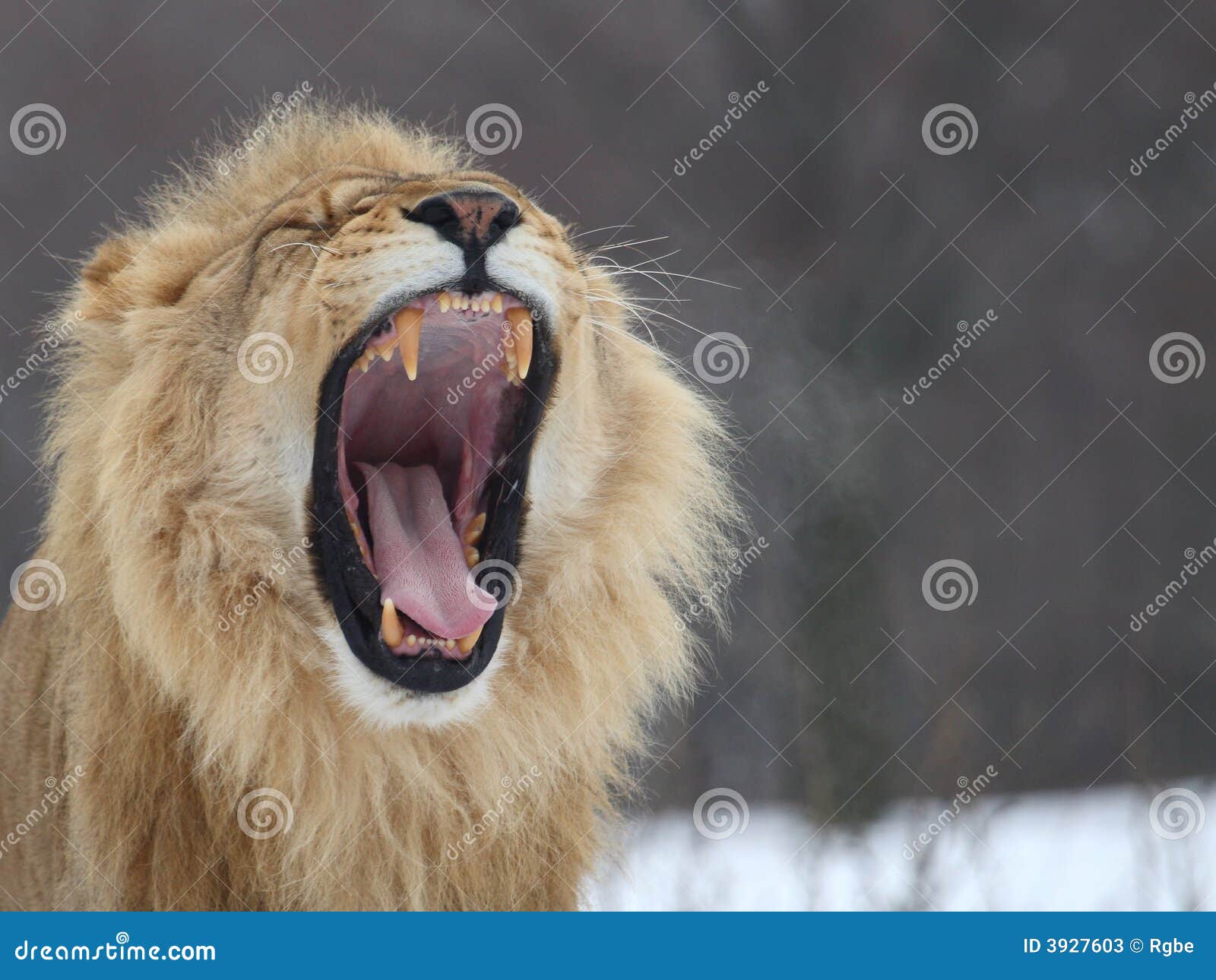 Lion stock image. Image of roaring, warning, wildlife - 3927603