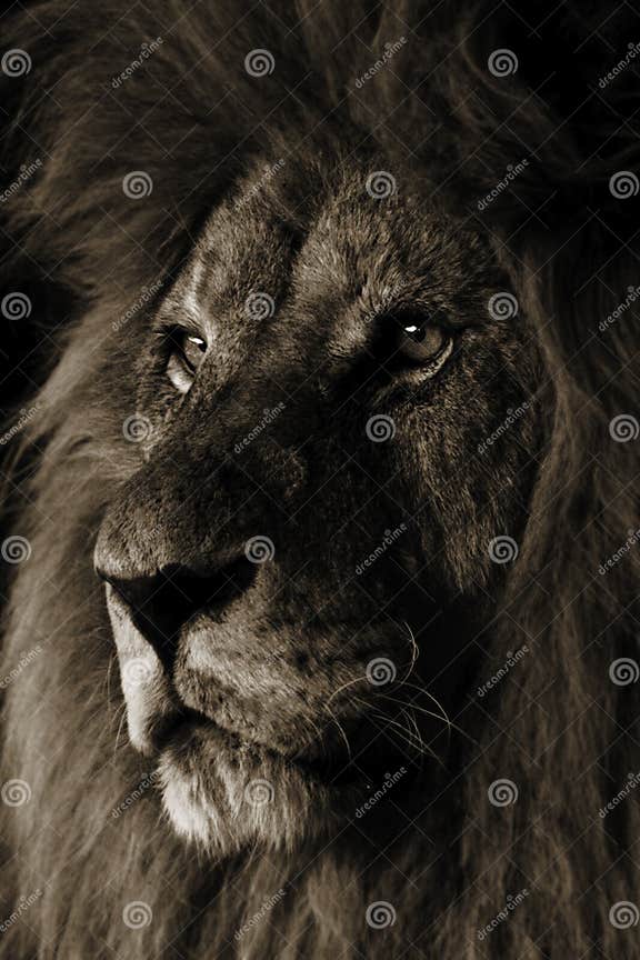 Leu stock photo. Imagine din mare, sepia, rular, mândru - 410232