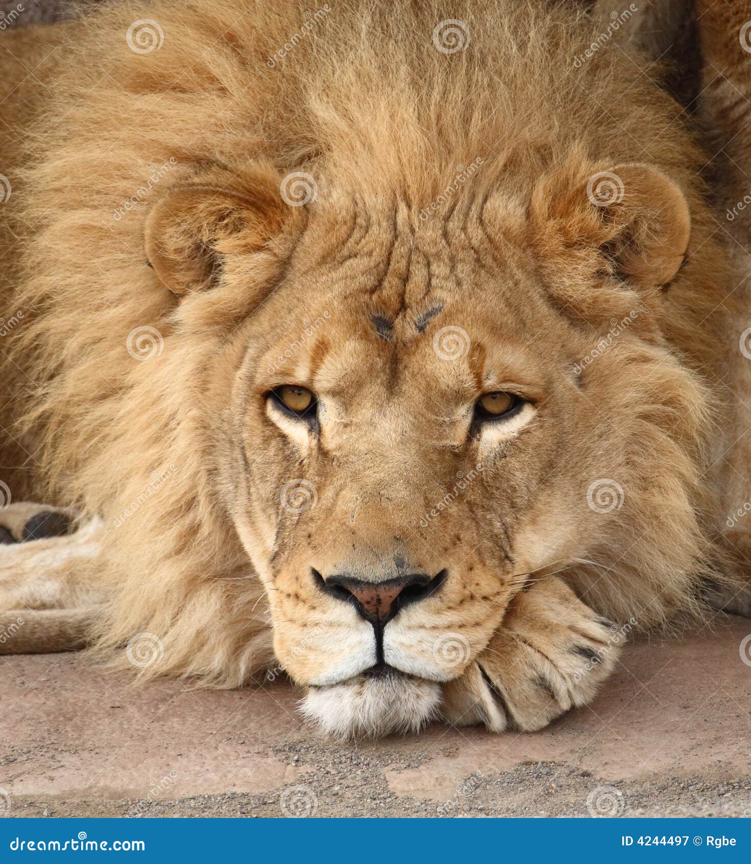 Lion stock image. Image of alone, forest, staring, headache - 4244497