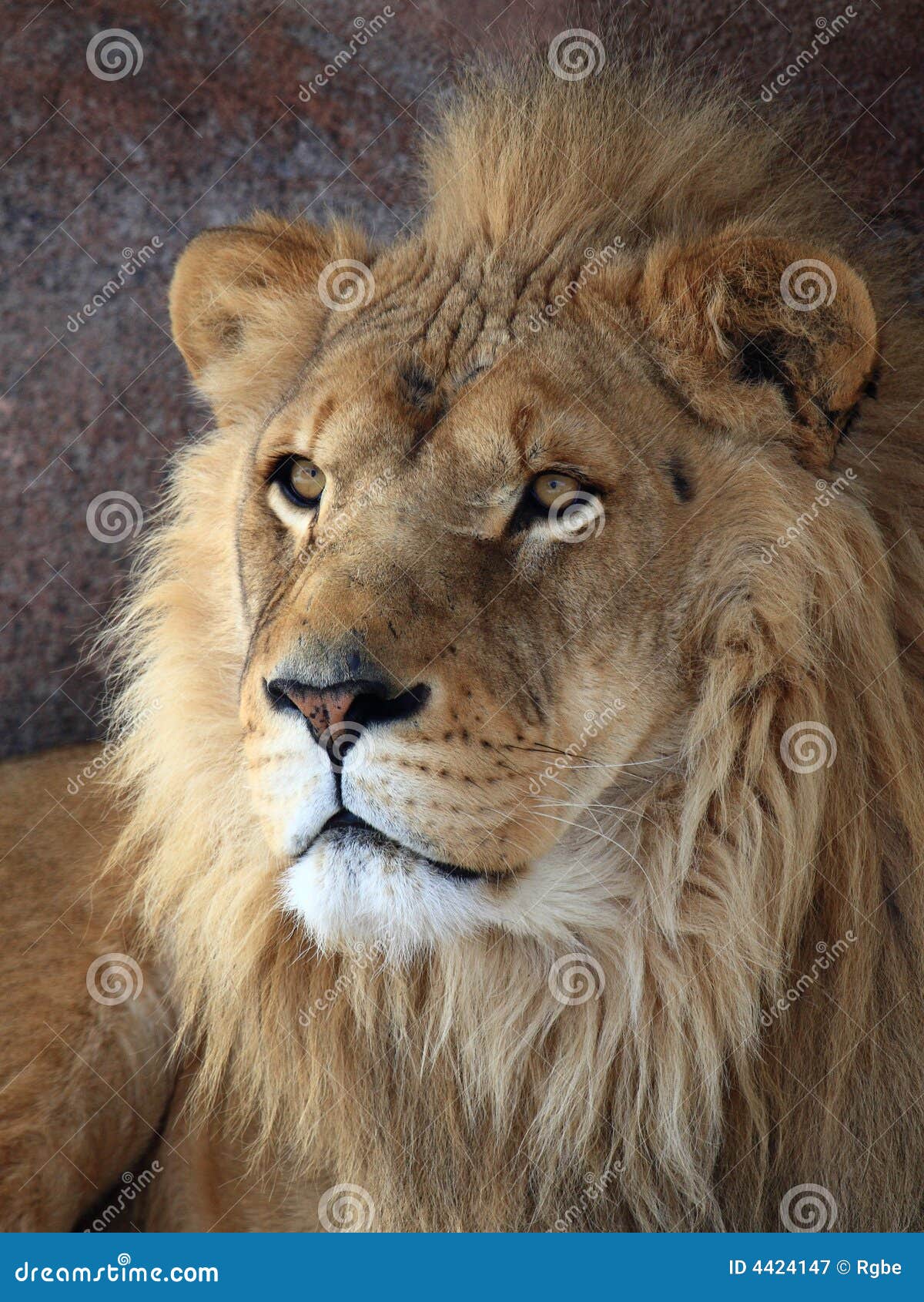 Lion stock image. Image of lion, wait, look, animal, serious - 4424147