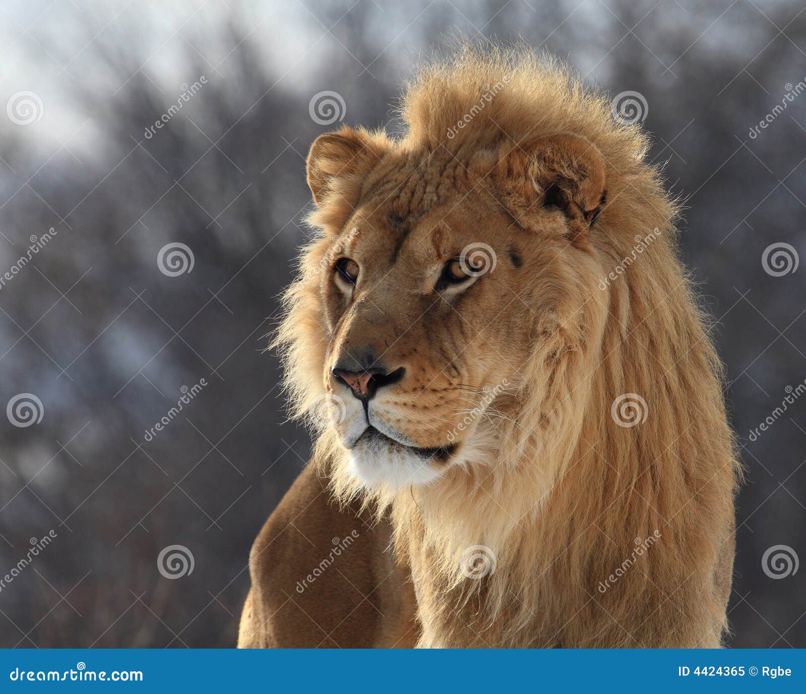 Lion stock image. Image of wait, look, africa, wildlife - 4424365