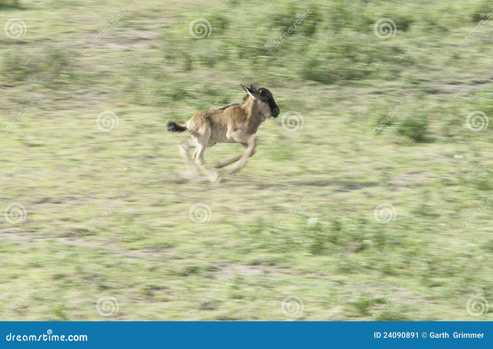 Lion 5 la proie image stock. Image du danger, chasseur - 24090891