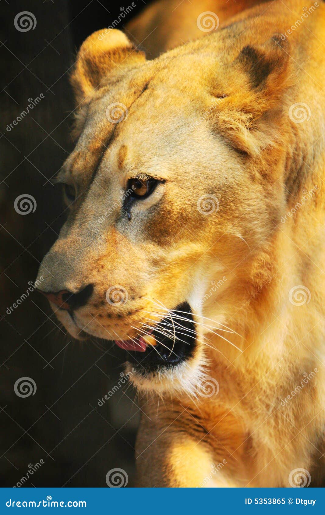 Lion stock image. Image of safari, cage, beard, feline - 5353865