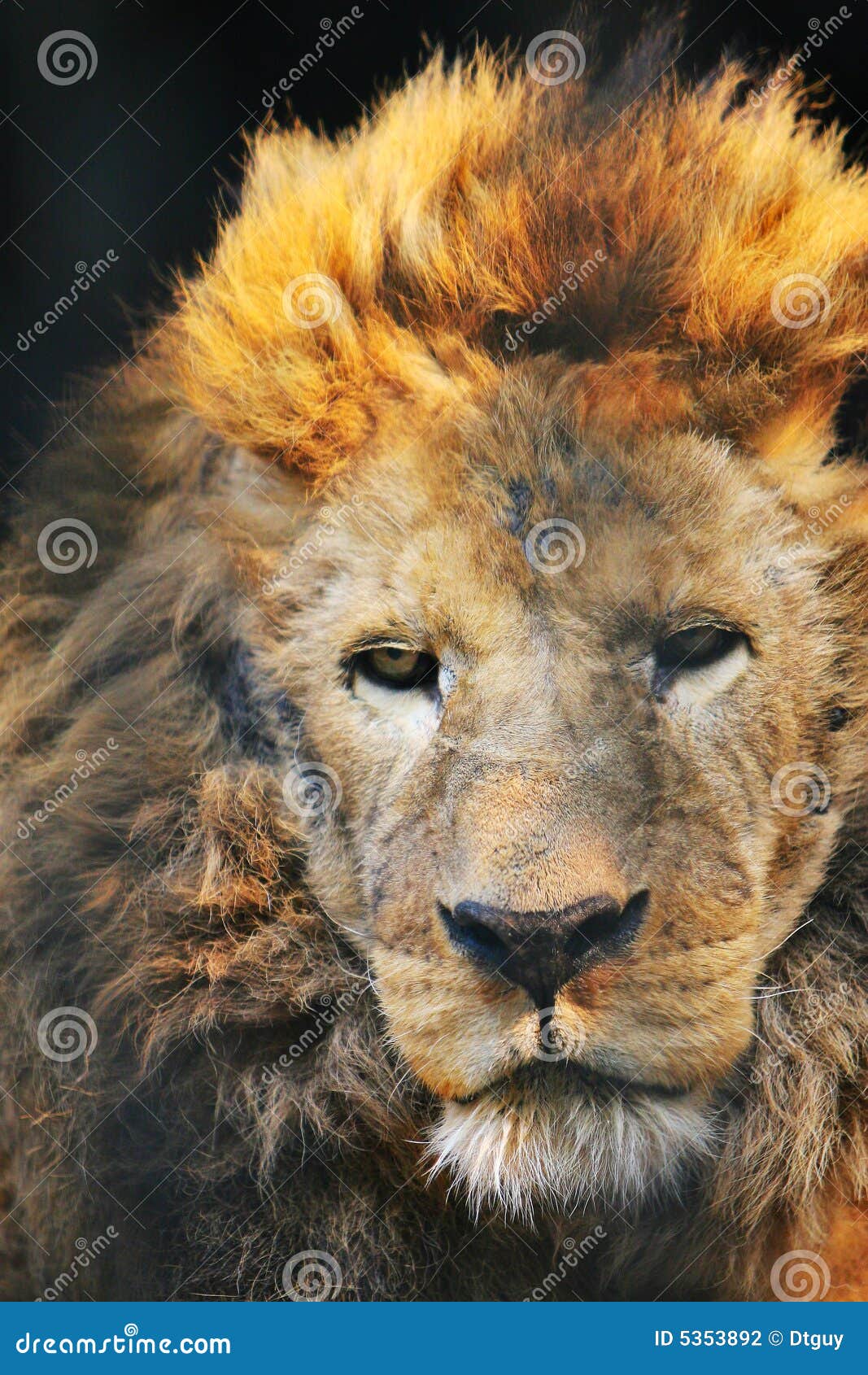 160 Chimera Animals Stock Photos - Free & Royalty-Free Stock Photos ...