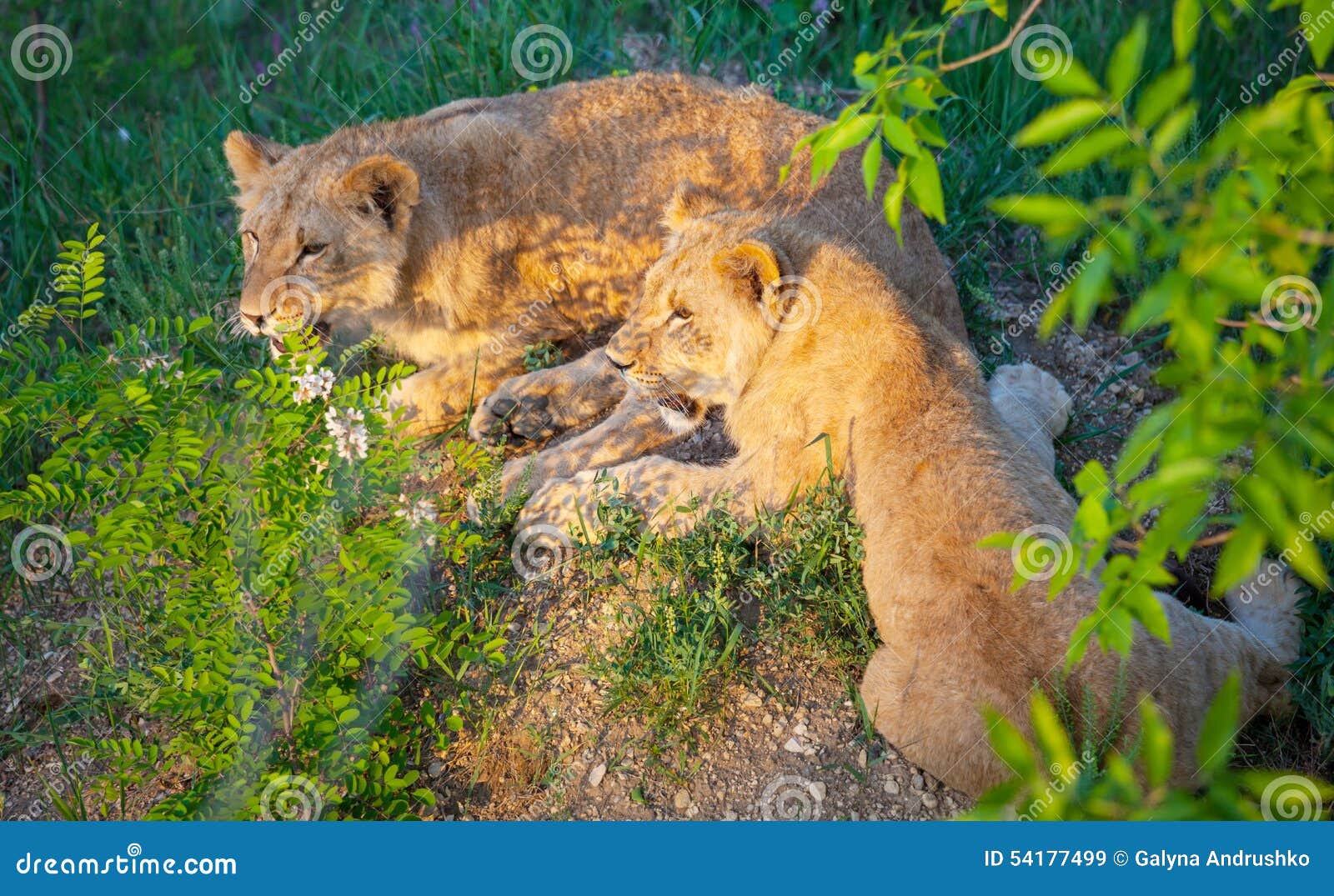 Lion stock image. Image of mammal, predator, habitat - 54177499