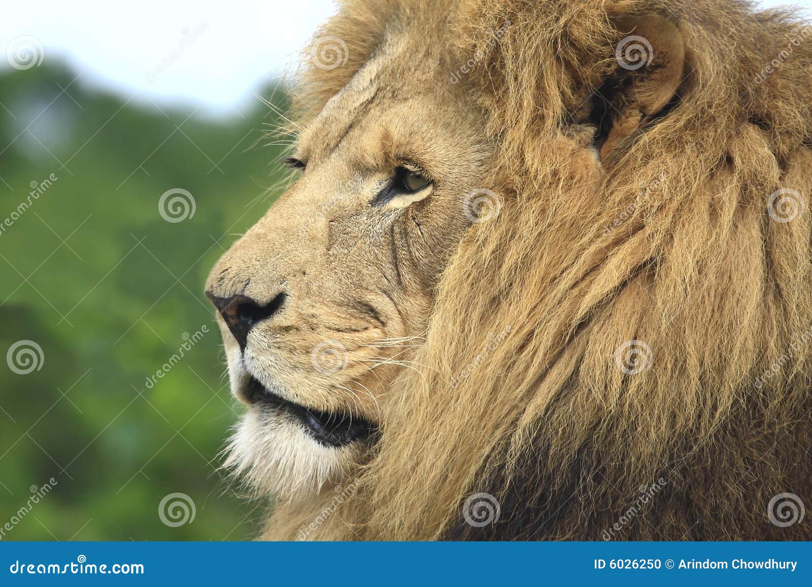 Lion stock photo. Image of fauna, awesome, untamed, wildlife - 6026250