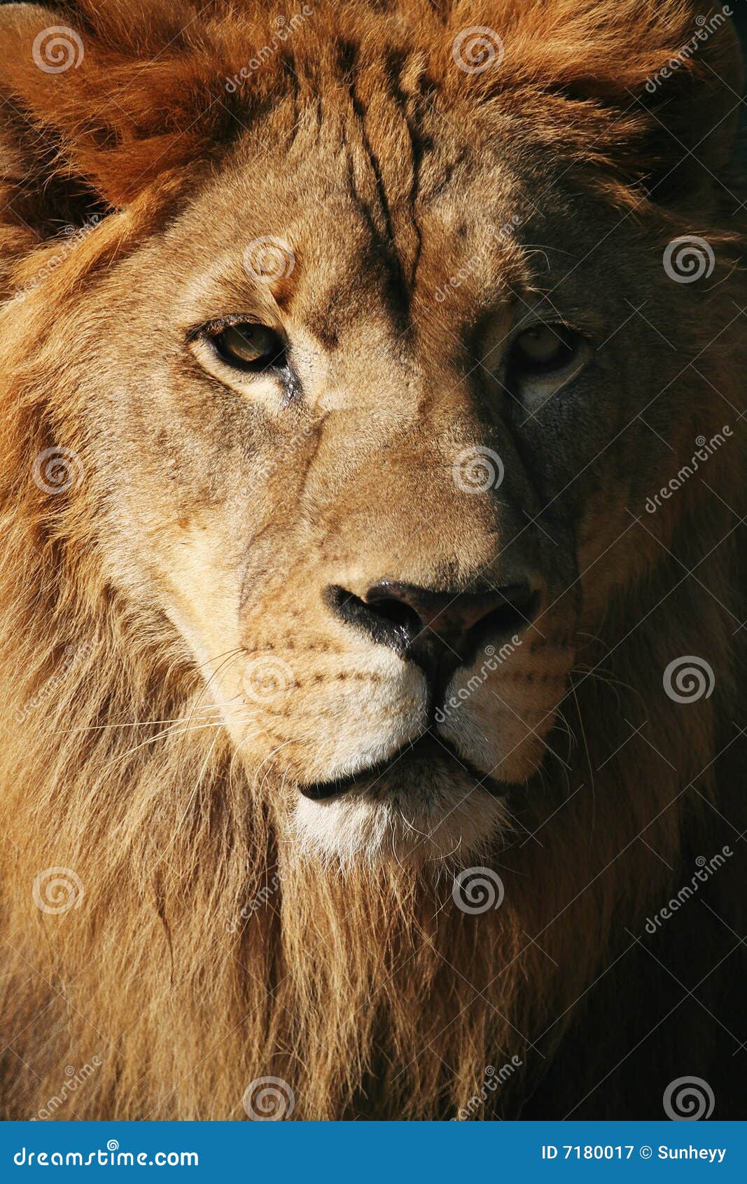 Lion stock image. Image of roar, stare, nature, africa - 7180017
