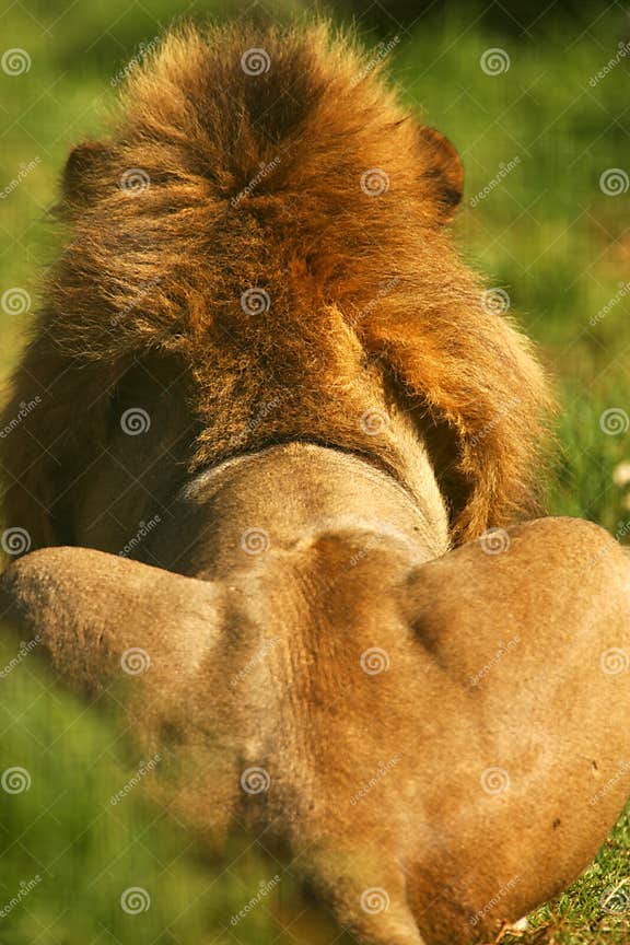 Lion stock image. Image of pounce, male, forward, main - 7381435