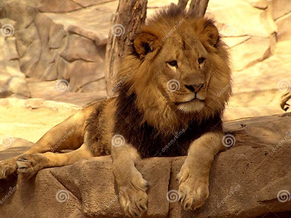 Lion stock photo. Image of resting, savage, leolion, lion - 78746
