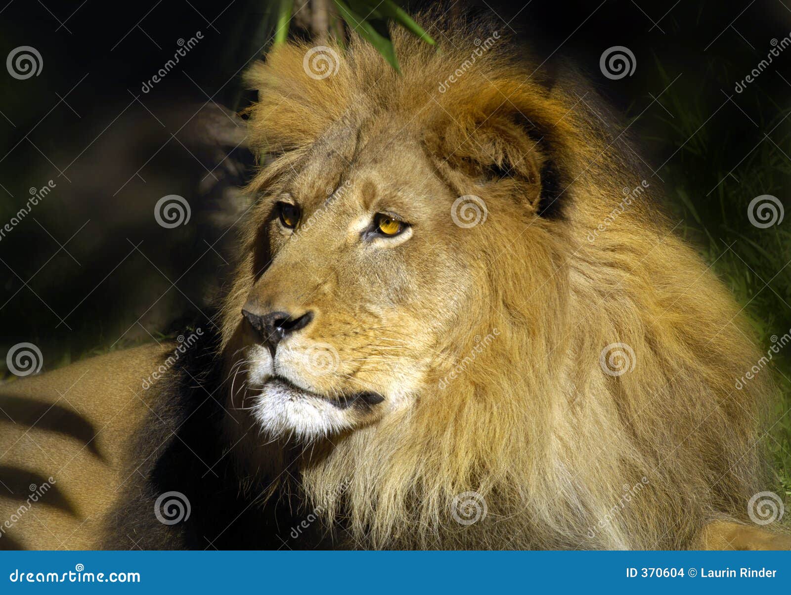 Lion 8 stock photo. Image of carnivore, animal, feline - 370604