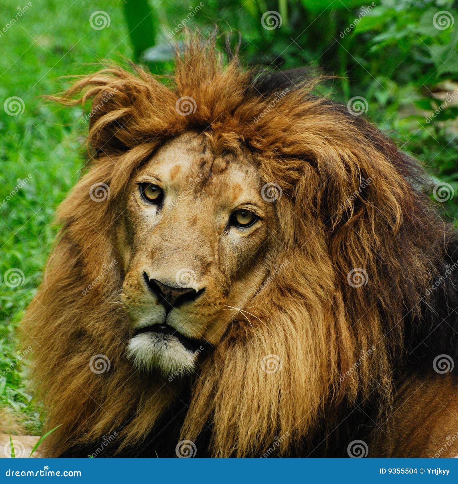 Lion stock photo. Image of mammals, lion, china, animal - 9355504