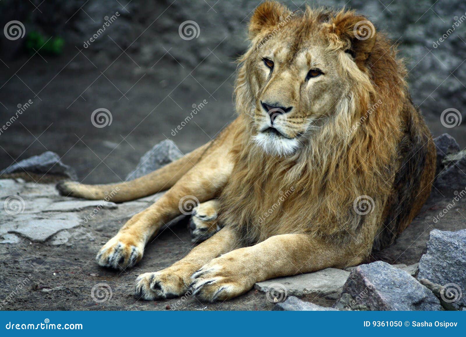 Lion stock photo. Image of portrait, predators, male, animal - 9361050