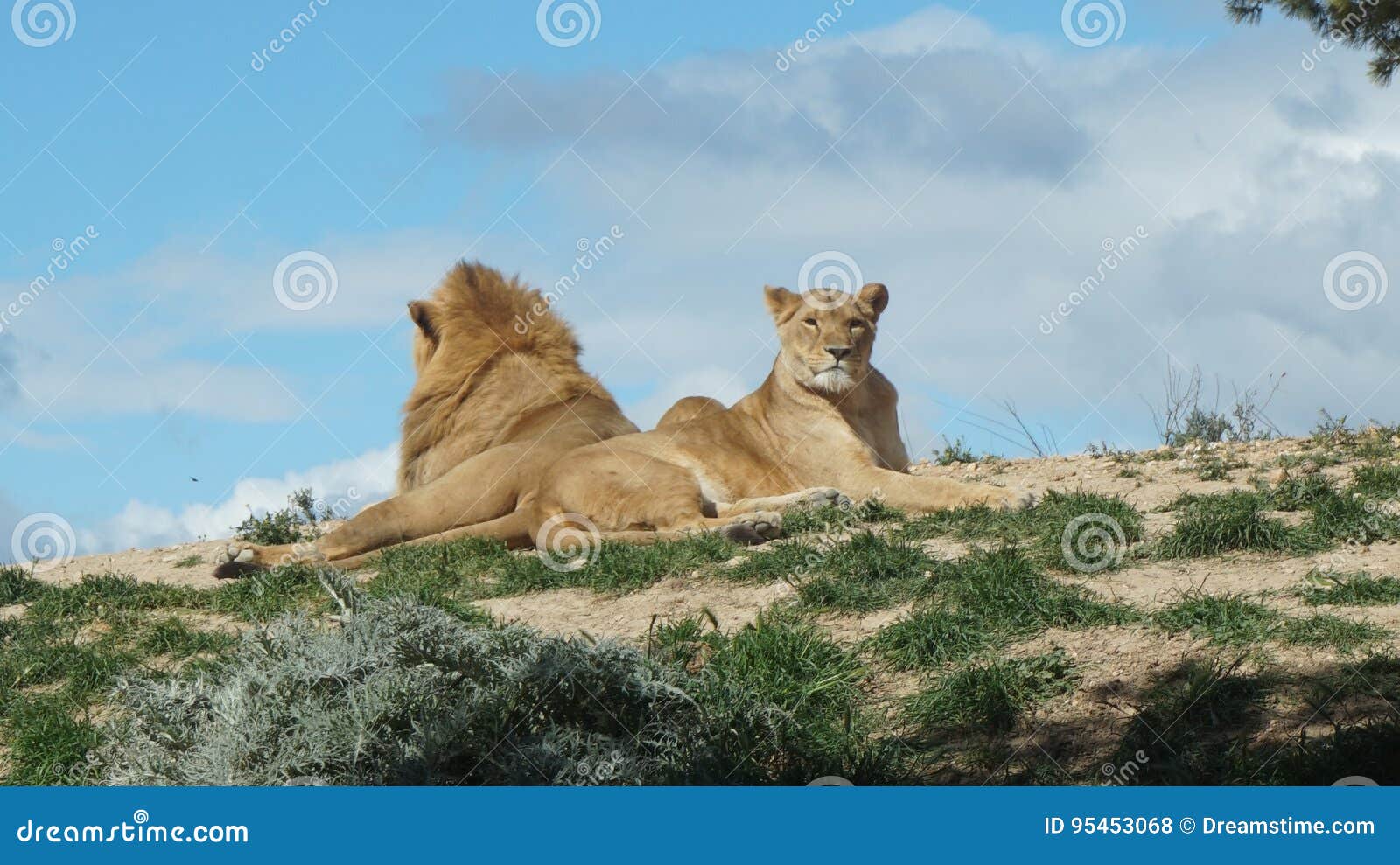 Lion photo stock. Image du horizontal, mammifères, lions - 95453068