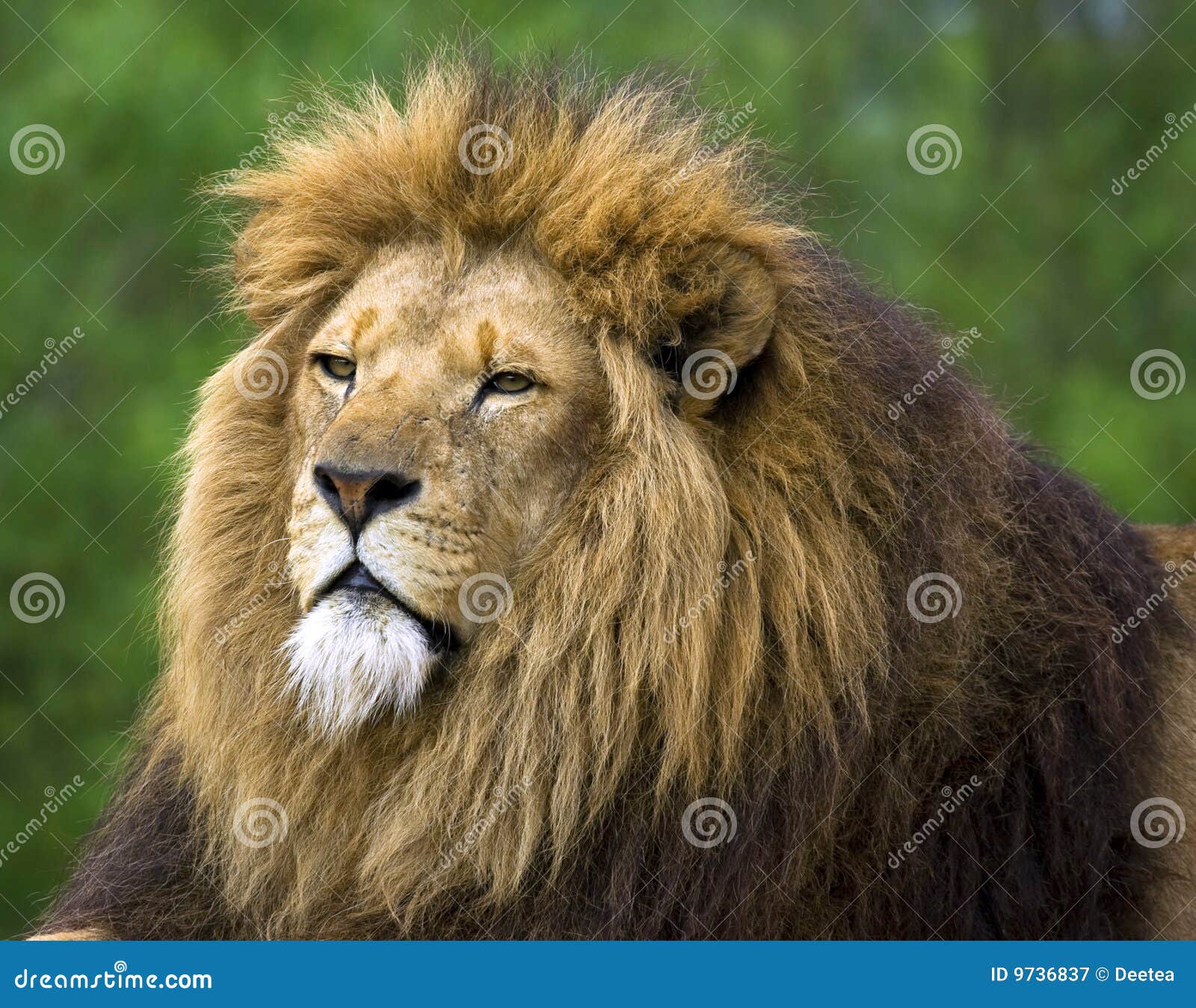 Lion stock image. Image of mane, strong, proud, animal - 9736837