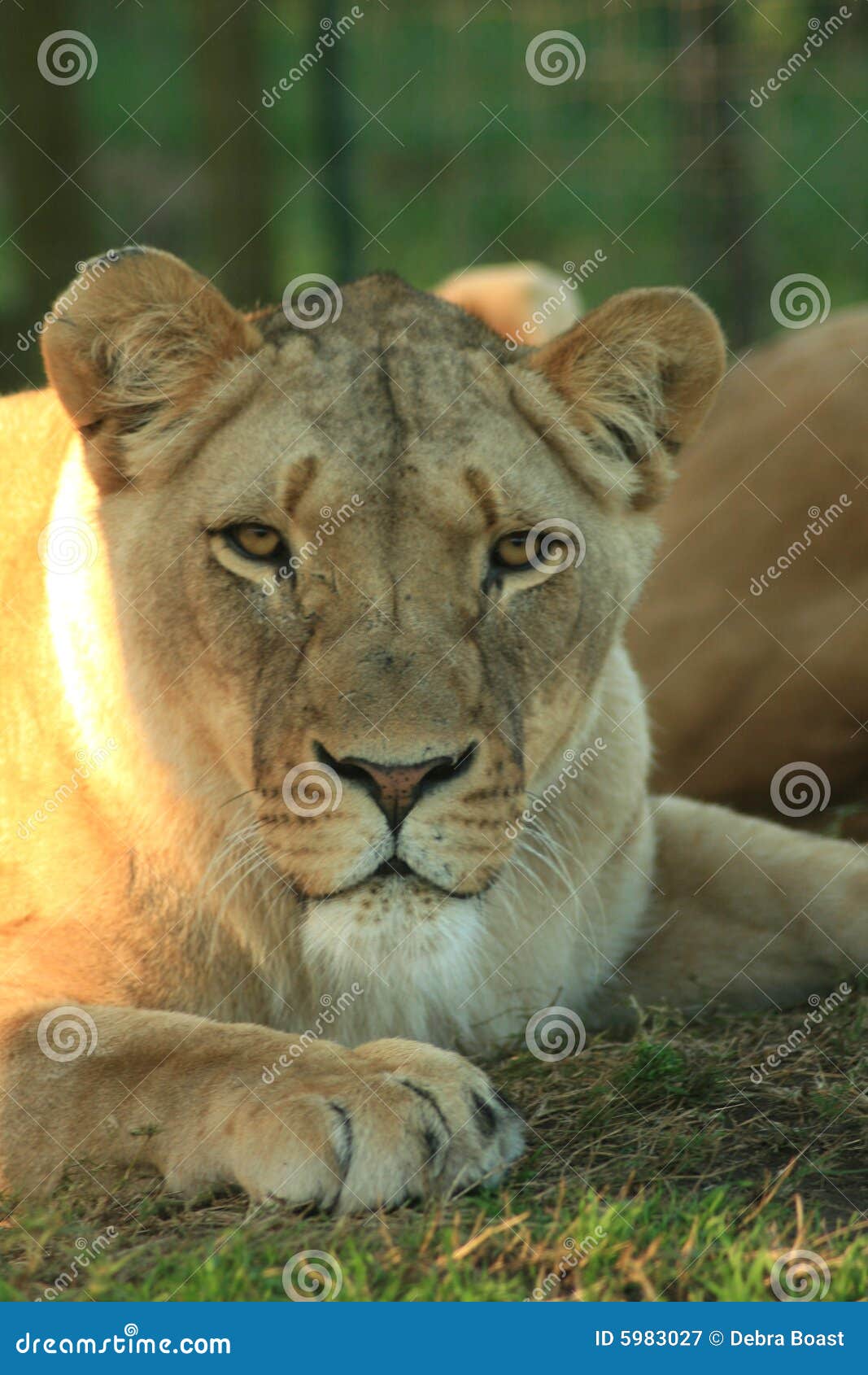 Lioness Fat Stock Photos - Free & Royalty-Free Stock Photos from Dreamstime