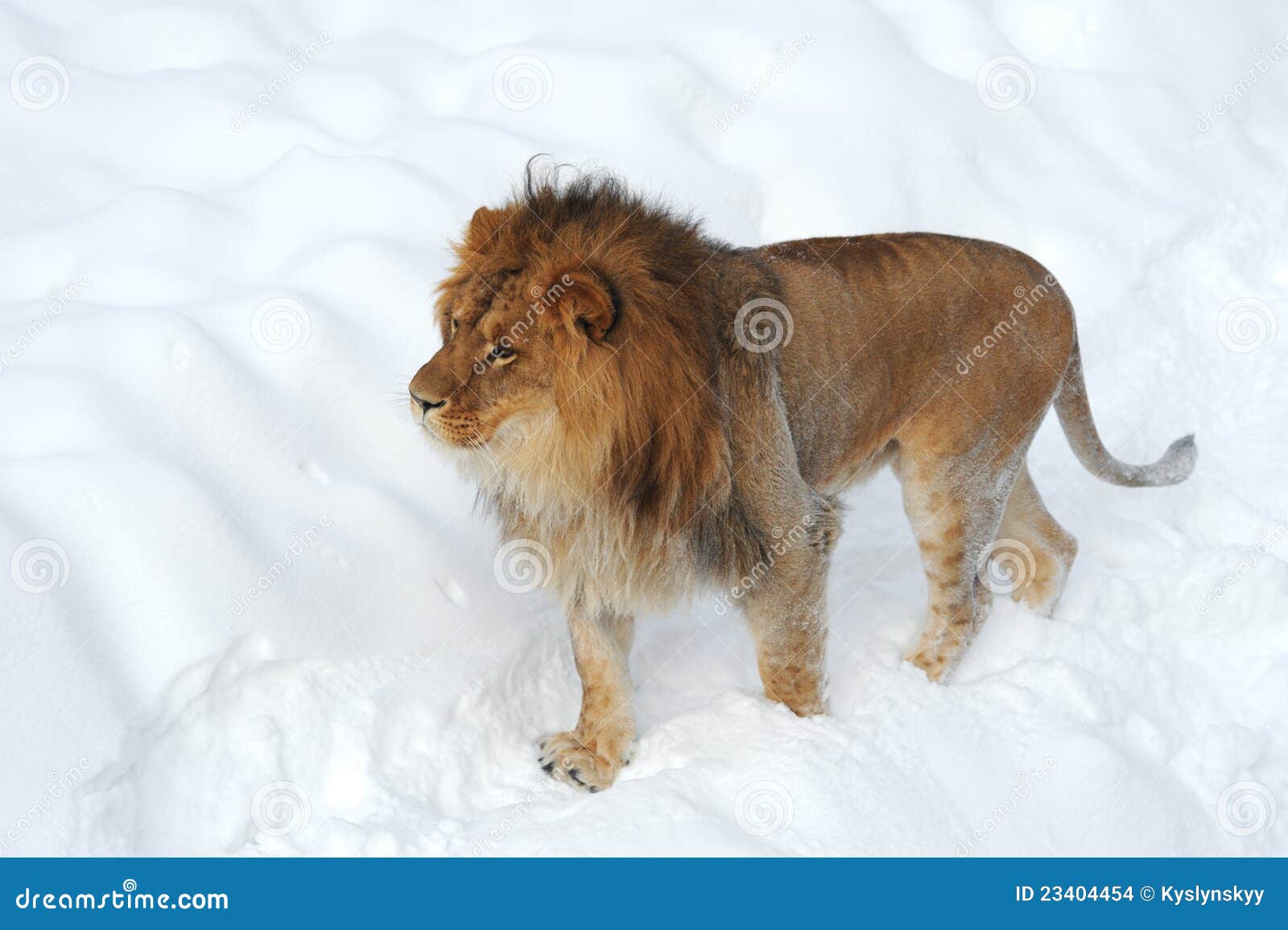 Lion africain photo stock. Image du grand, animaux, afrique - 23404454