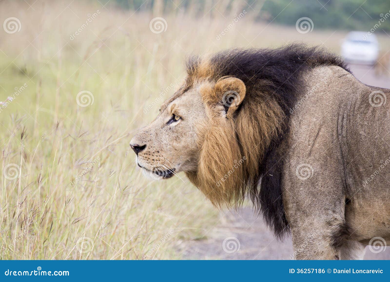 Lion Africain Dans La Savane Photo stock - Image du désert, sauvage ...