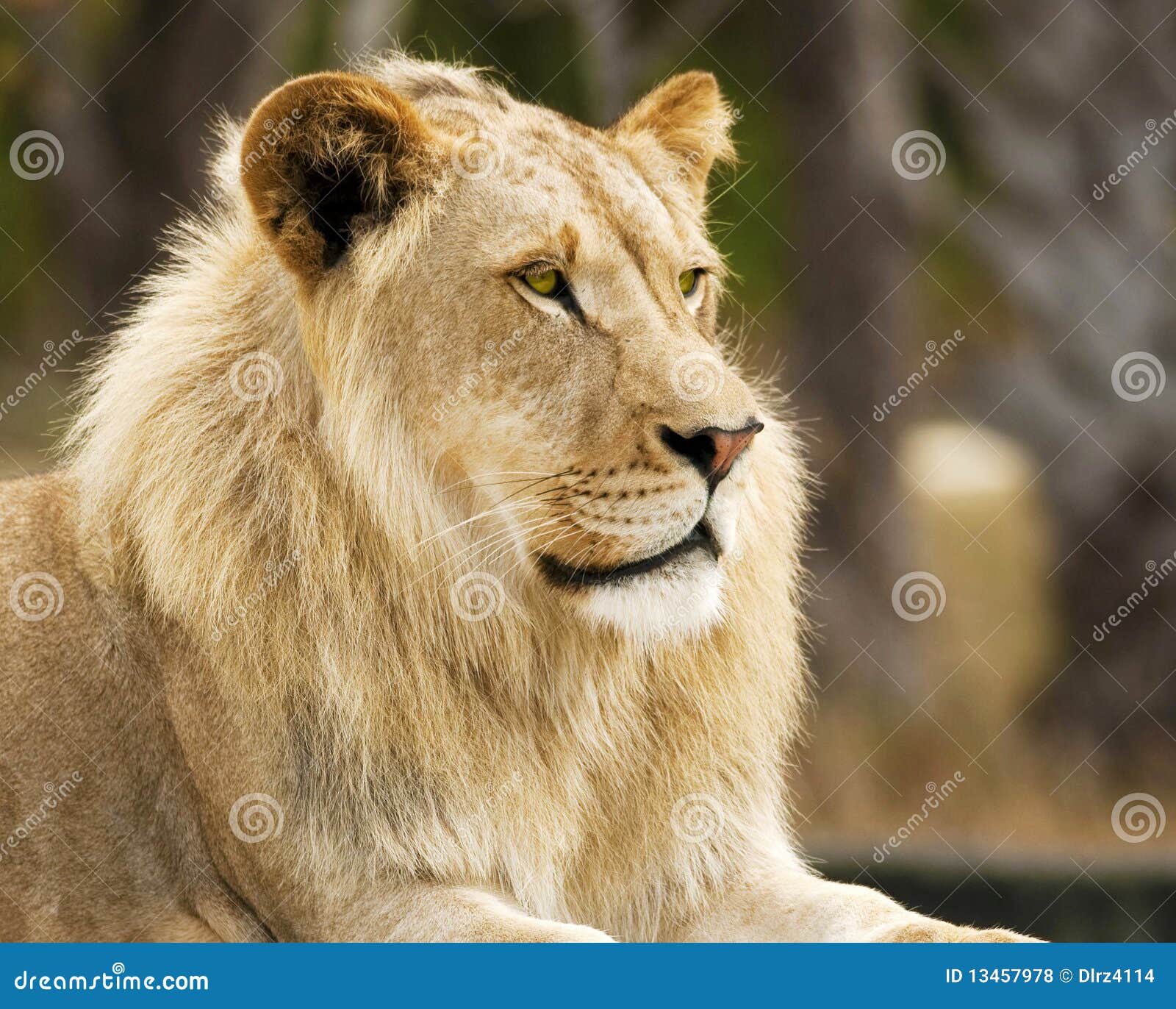 Lion Alert stock photo. Image of hunter, breeze, panther - 13457978