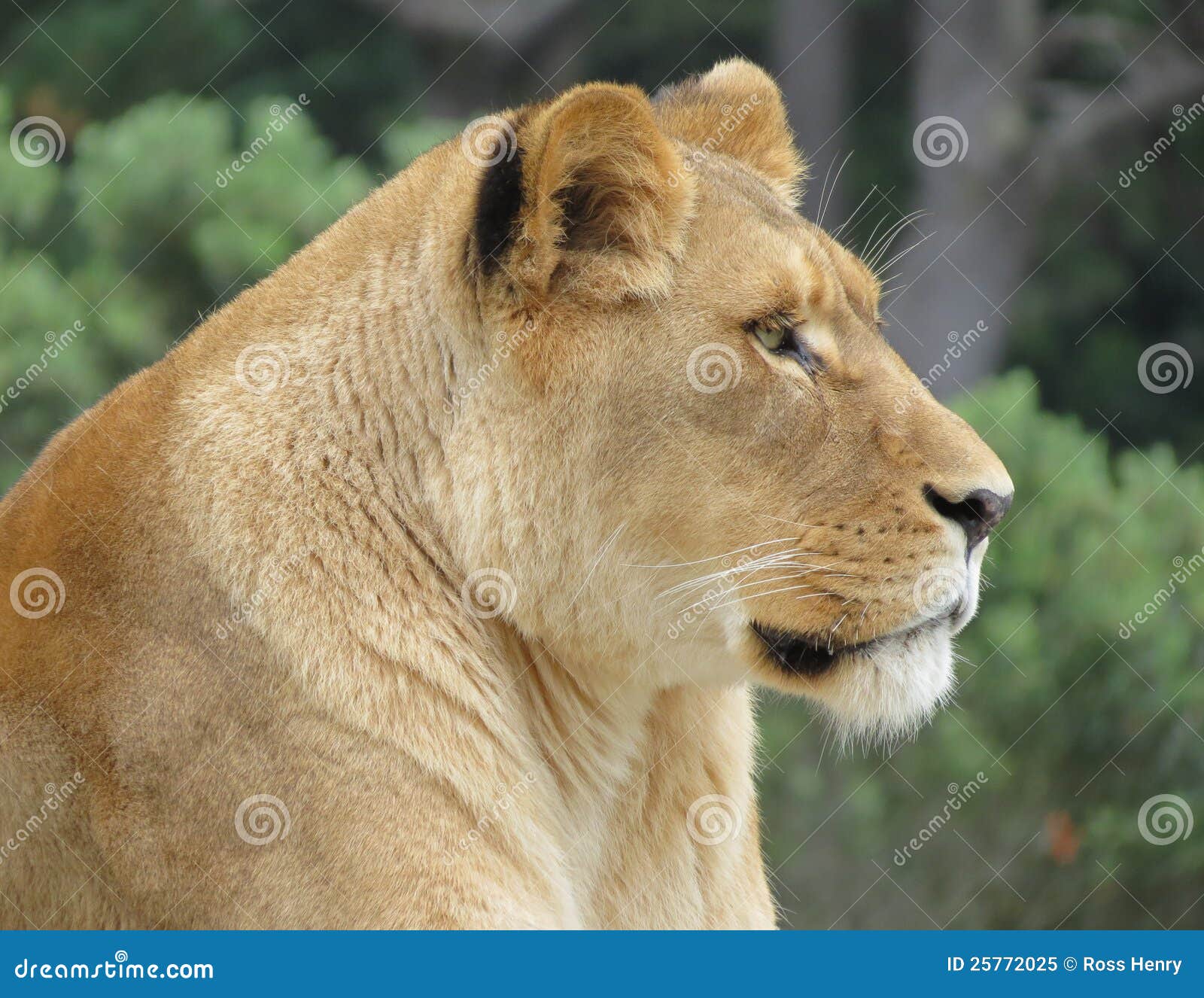 Lion Alert stock image. Image of danger, lion, watchful - 25772025