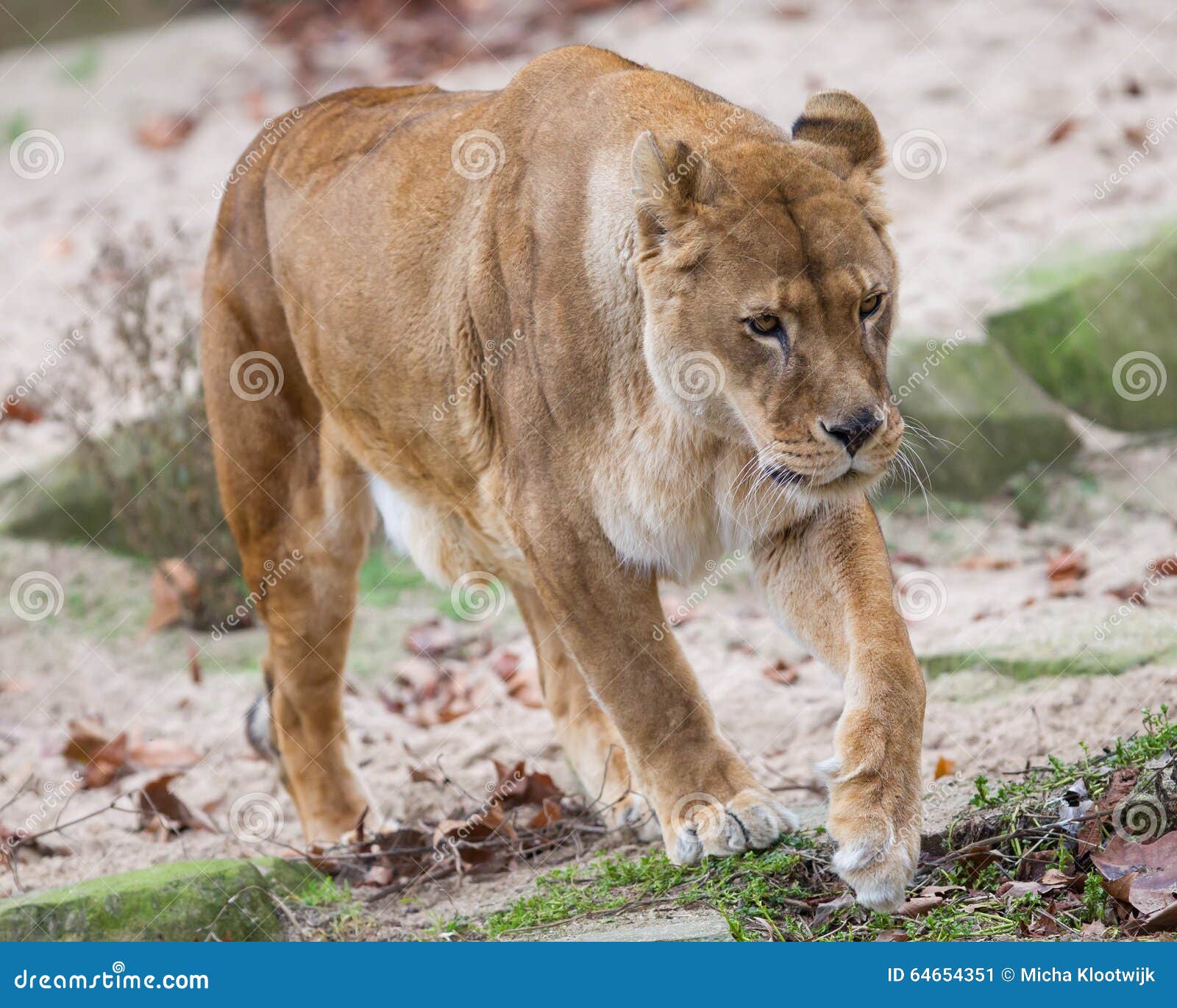 Lion on alert stock image. Image of king, large, carnivore - 64654351