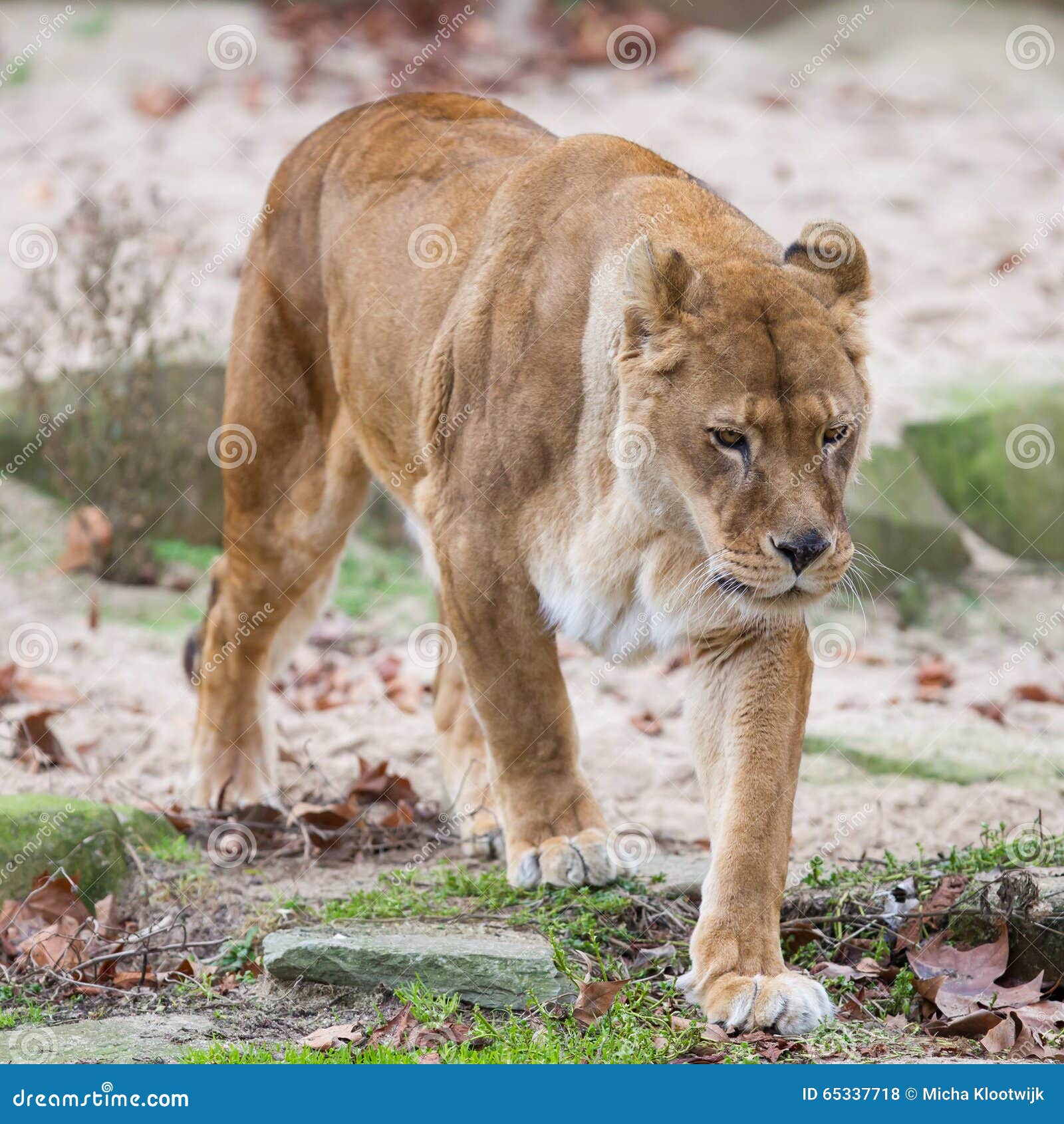 Lion on alert stock photo. Image of endangered, animal - 65337718