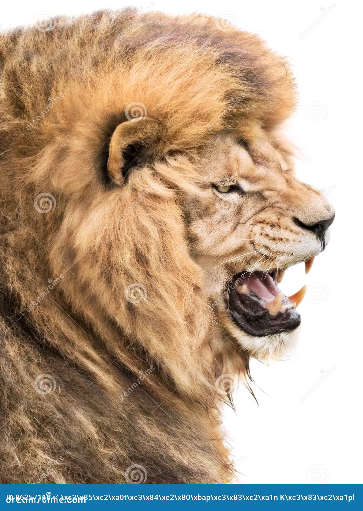 Angry Lion Stock Photos - Royalty Free Stock Images - Page 2